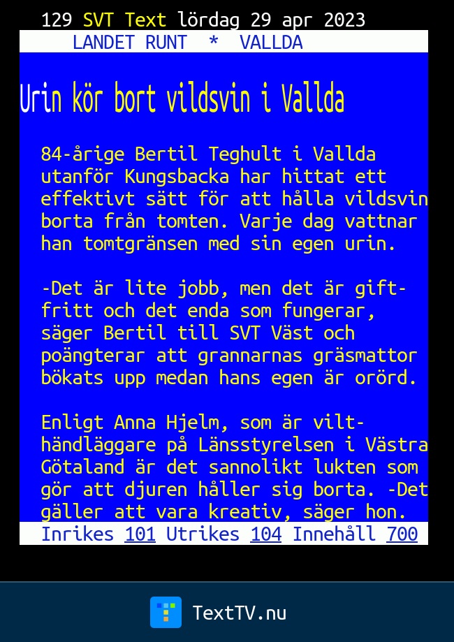 Urin kör bort vildsvin i Vallda - SVT Text TV